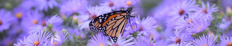 Wild Ones DFW Chapter